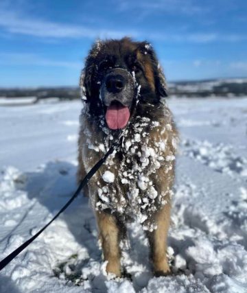15 Best Dog Breeds for Cold Weather - ilovedogscute.com