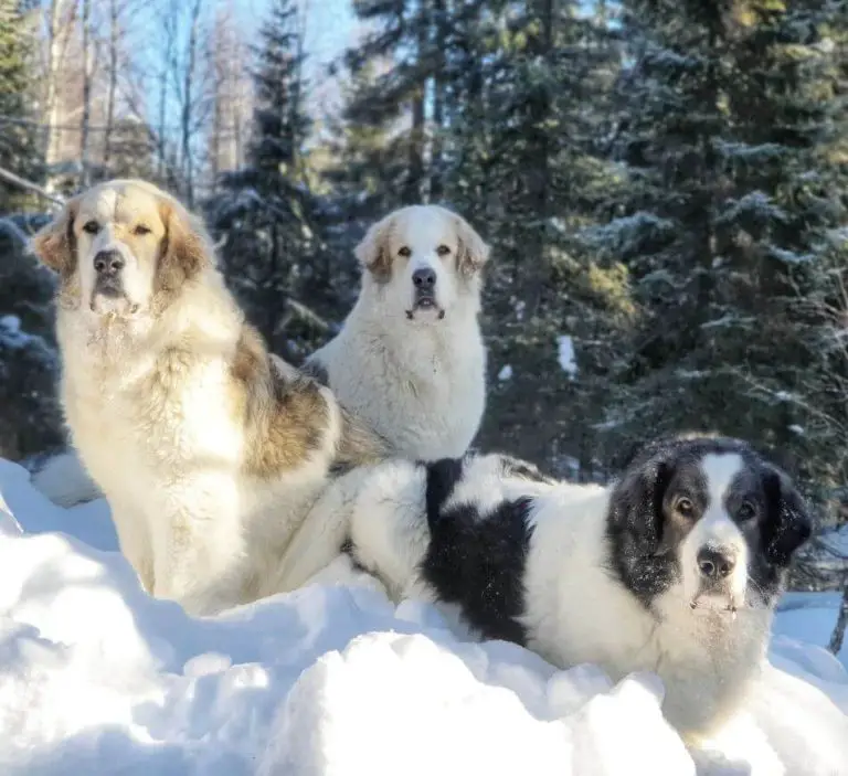 15 Best Dog Breeds for Cold Weather - ilovedogscute.com