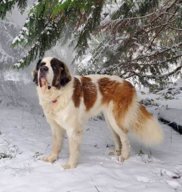 15 Best Dog Breeds for Cold Weather - ilovedogscute.com