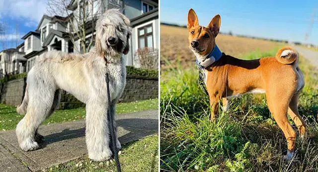 15 Best Dog Breeds for Hot Weather - ilovedogscute.com