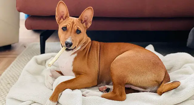 15 Best Dog Breeds for Introverts - ilovedogscute.com