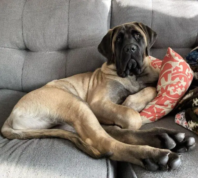 15 Giant Dog Breeds That Are Big Softies - ilovedogscute.com