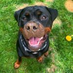 15 Giant Dog Breeds That Are Big Softies - ilovedogscute.com