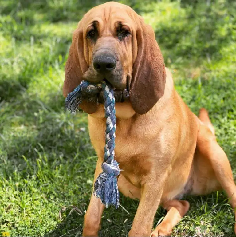 15 Most Easygoing Dog Breeds - ilovedogscute.com