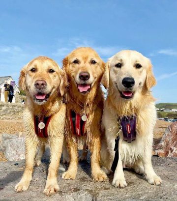 15 Most Easygoing Dog Breeds - ilovedogscute.com