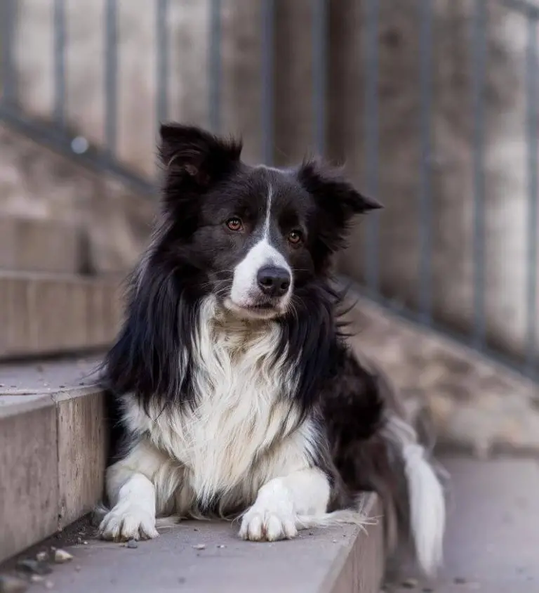 15 Adorable Pictures Of Border Collies In The Pretty Eyes Challenge ...