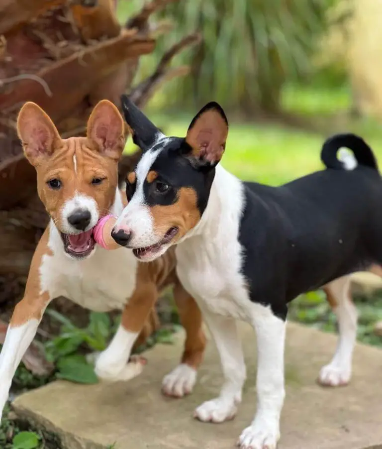 10 Fun Facts About Basenjis - ilovedogscute.com