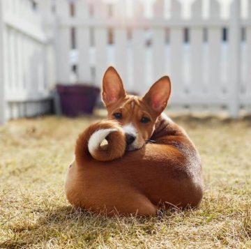 10 Fun Facts About Basenjis - ilovedogscute.com