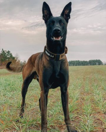 10 Fun Facts About Belgian Malinois - ilovedogscute.com