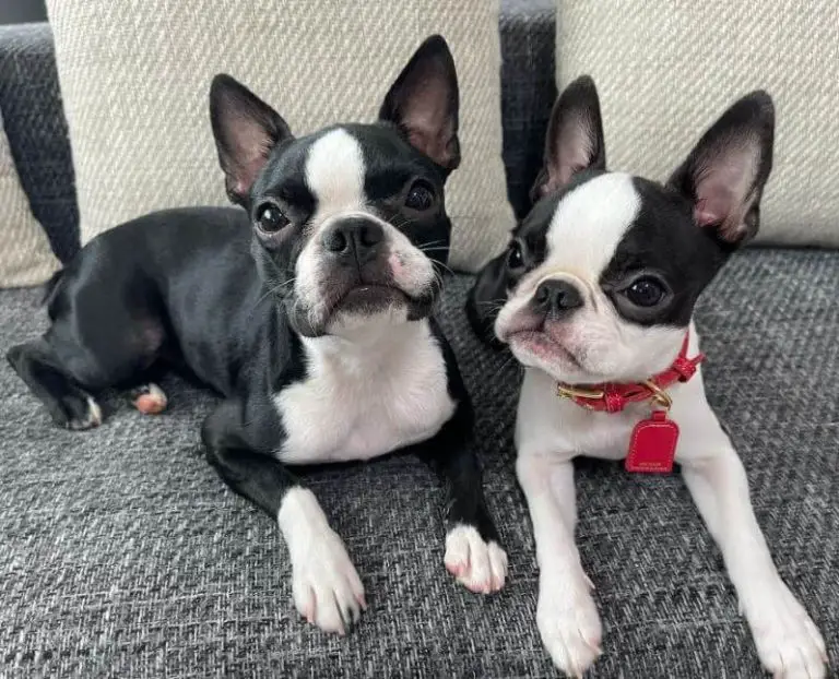 10 Fun Facts About Boston Terriers - ilovedogscute.com