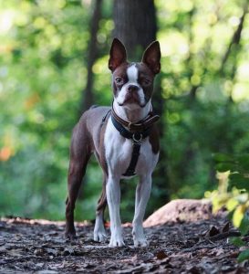 10 Fun Facts About Boston Terriers - ilovedogscute.com
