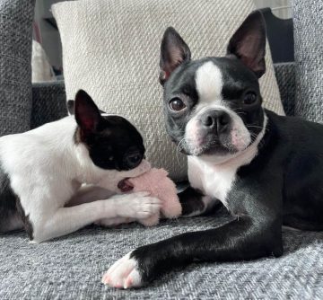 10 Fun Facts About Boston Terriers - ilovedogscute.com