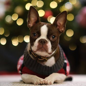 10 Fun Facts About Boston Terriers - ilovedogscute.com