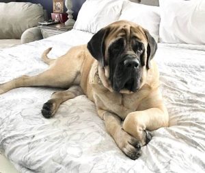 10 Fun Facts About English Mastiffs - ilovedogscute.com