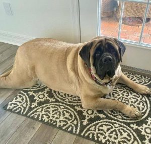 10 Fun Facts About English Mastiffs - ilovedogscute.com