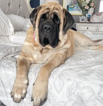 10 Fun Facts About English Mastiffs - ilovedogscute.com