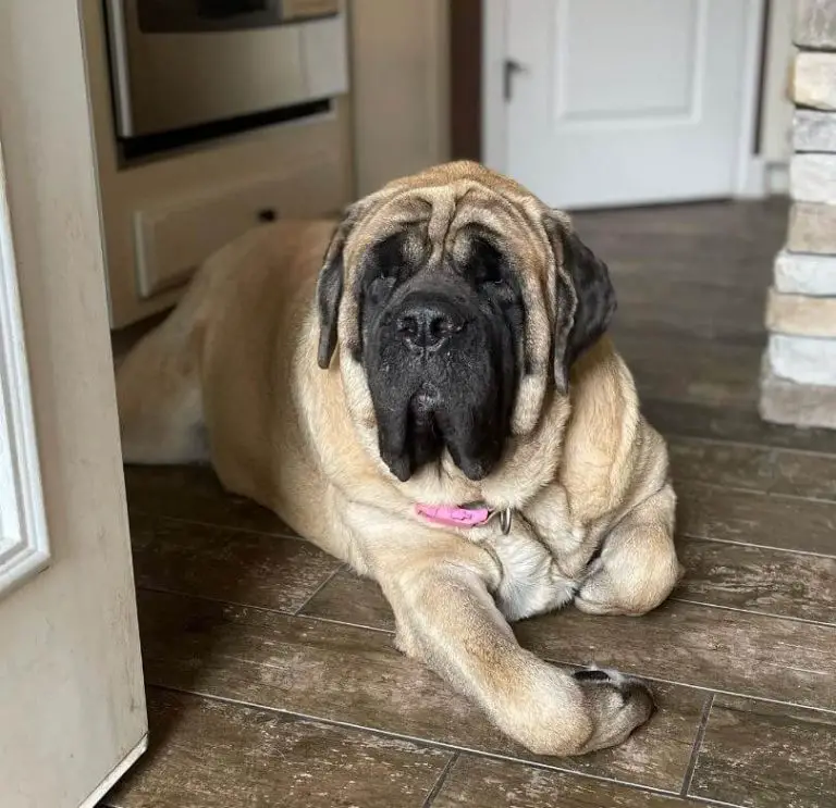 10 Fun Facts About English Mastiffs - ilovedogscute.com