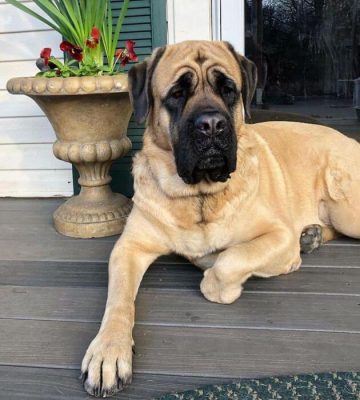 10 Fun Facts About English Mastiffs - ilovedogscute.com