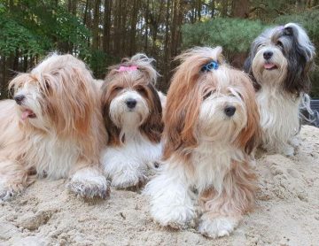 10 Fun Facts About Havanese: The Lovable Little Lap Dog - ilovedogscute.com