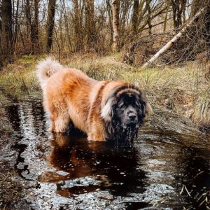 10 Fun Facts About Leonbergers - ilovedogscute.com
