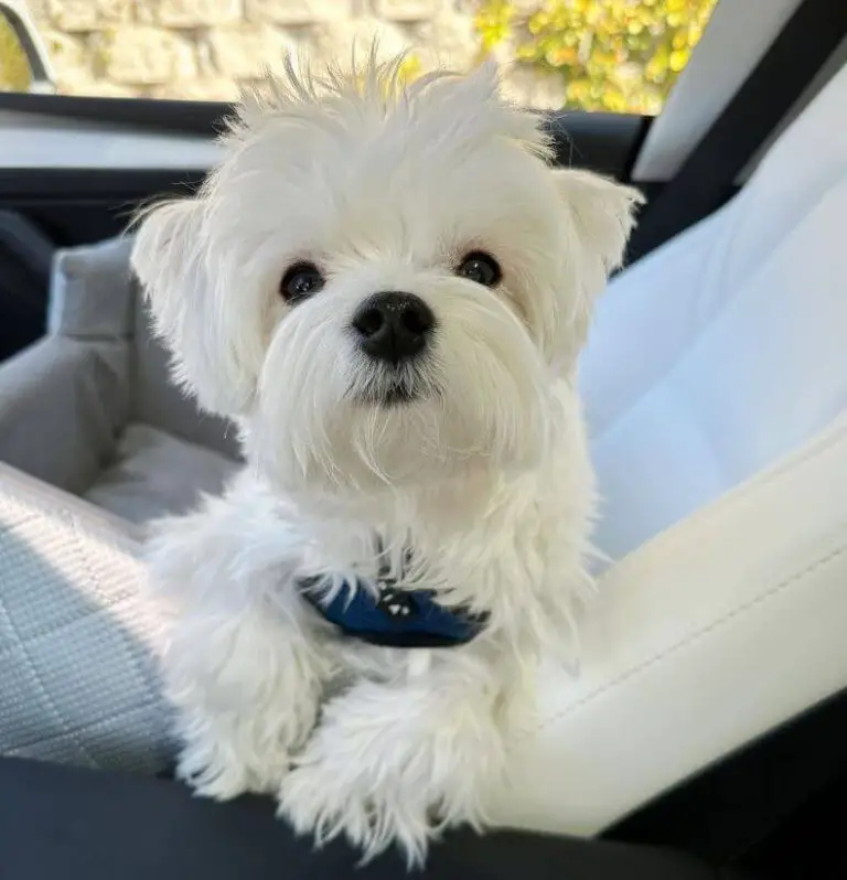 10 Fun Facts About Maltese Dogs: A Charming and Loyal Breed ...