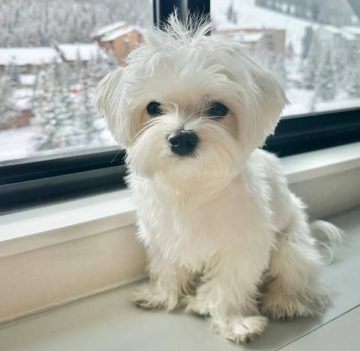 10 Fun Facts About Maltese Dogs: A Charming and Loyal Breed ...