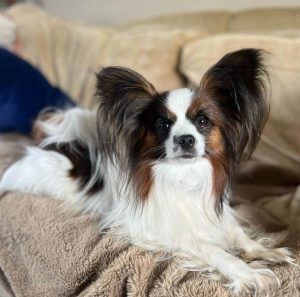 10 Fun Facts About Papillons - ilovedogscute.com