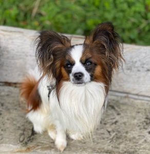 10 Fun Facts About Papillons - ilovedogscute.com