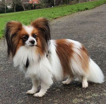 10 Fun Facts About Papillons - ilovedogscute.com