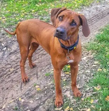 10 Fun Facts About Rhodesian Ridgebacks - ilovedogscute.com