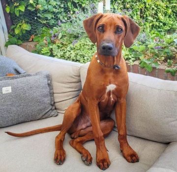 10 Fun Facts About Rhodesian Ridgebacks - ilovedogscute.com