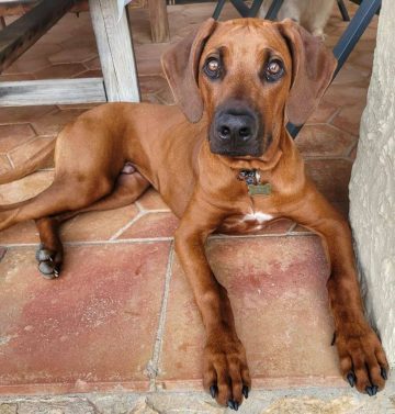 10 Fun Facts About Rhodesian Ridgebacks - ilovedogscute.com