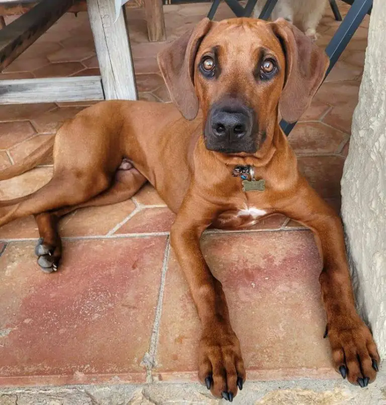 10 Fun Facts About Rhodesian Ridgebacks - ilovedogscute.com