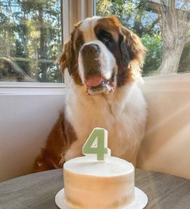 10 Fun Facts About Saint Bernards - ilovedogscute.com