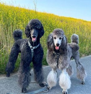 10 Fun Facts About Standard Poodles - ilovedogscute.com