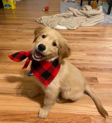 15 Adorable Pictures Of Golden Retriever Puppies With Happy Smiles ...