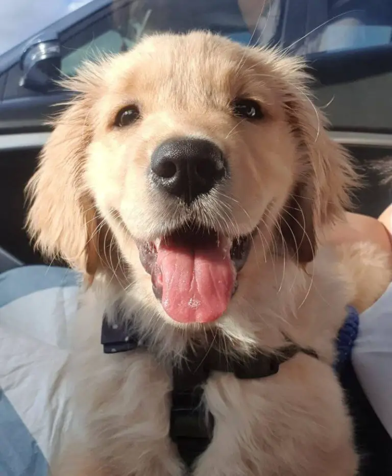 15 Adorable Pictures Of Golden Retriever Puppies With Happy Smiles ...