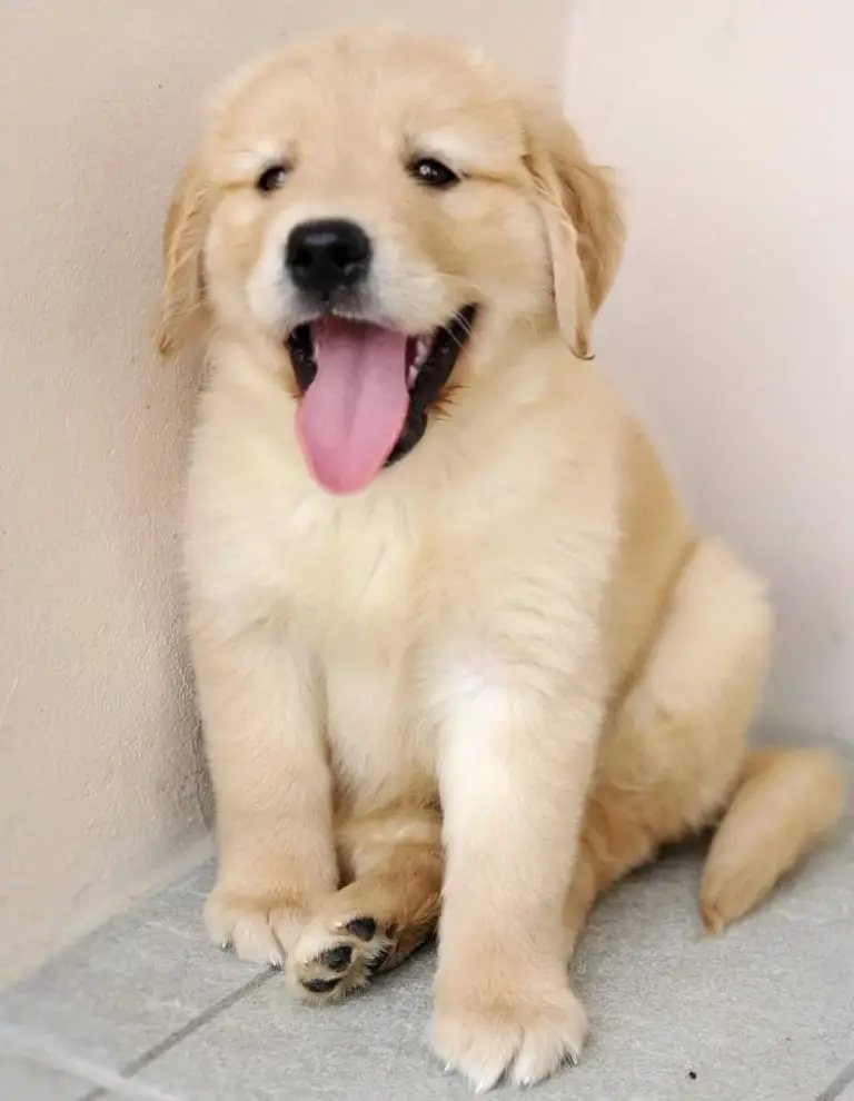15 Adorable Pictures Of Golden Retriever Puppies With Happy Smiles ...