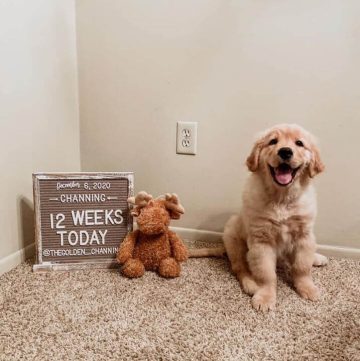 15 Adorable Pictures Of Golden Retriever Puppies With Happy Smiles ...