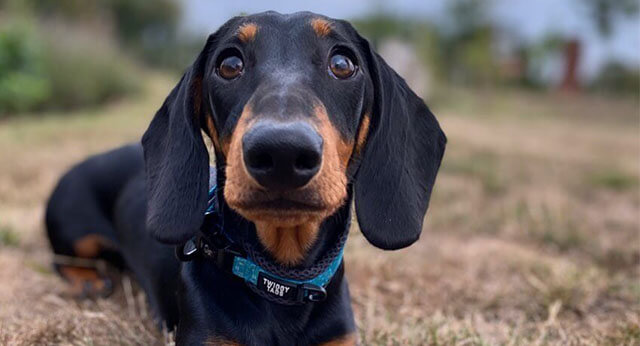 How to Avoid Common Potty Training Mistakes with Your Dog ... How to Avoid Common Potty Training Mistakes with Your Dog ...