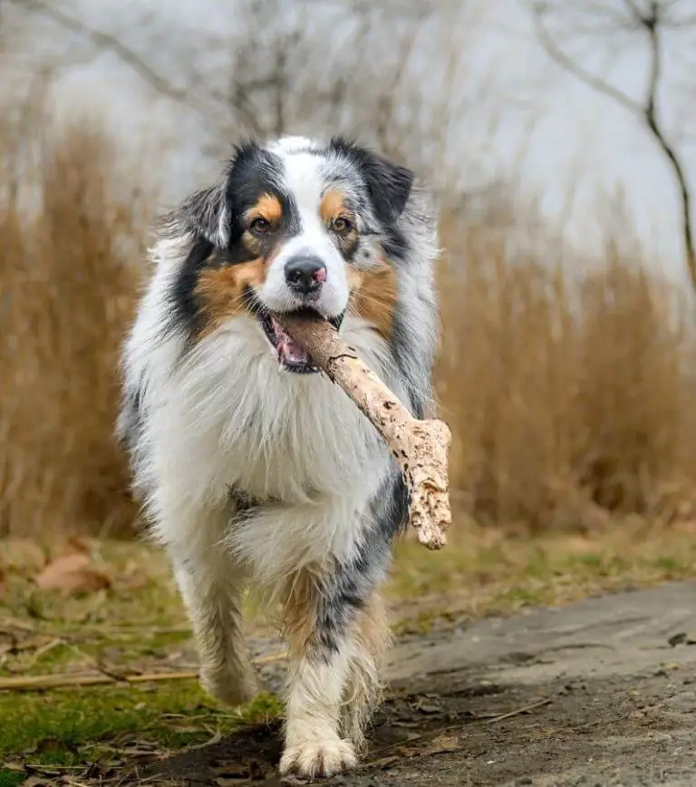 How to Teach Your Dog to Fetch - ilovedogscute.com