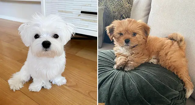 The 15 Best Lap Dog Breeds That Always Want To Be Cuddled ...