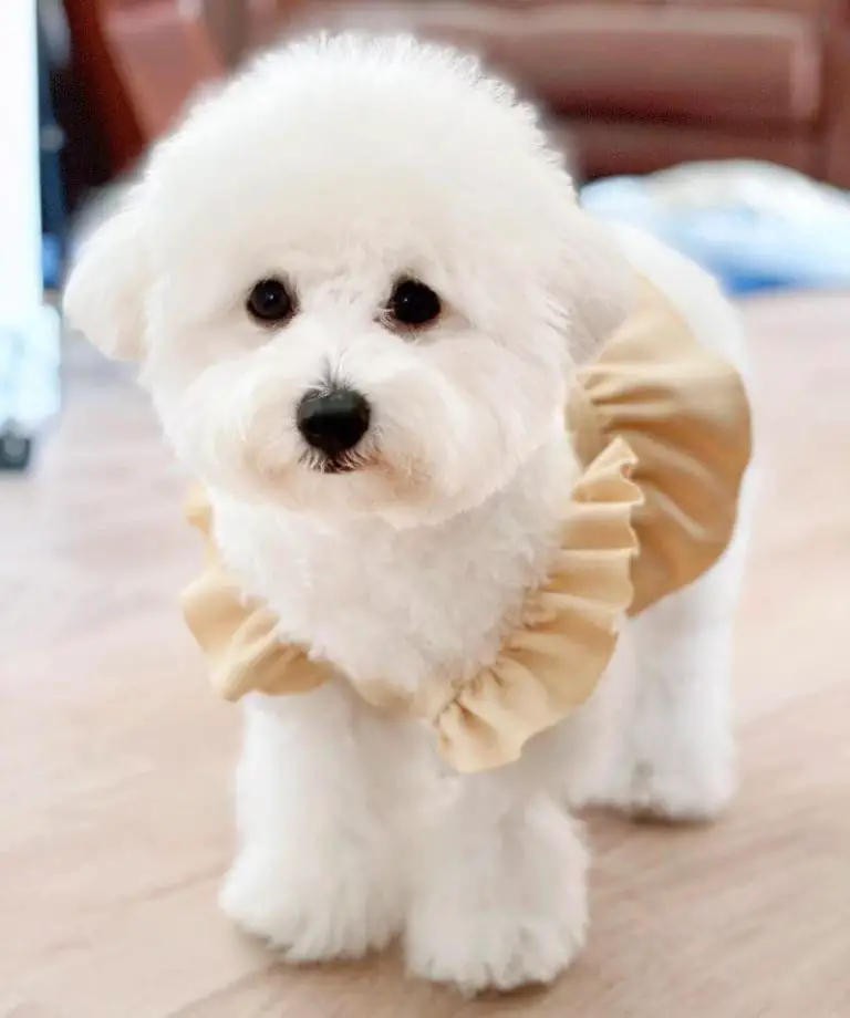 The 15 Best Lap Dog Breeds That Always Want To Be Cuddled ...