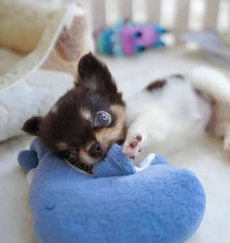 The 15 Best Lap Dog Breeds That Always Want To Be Cuddled ...