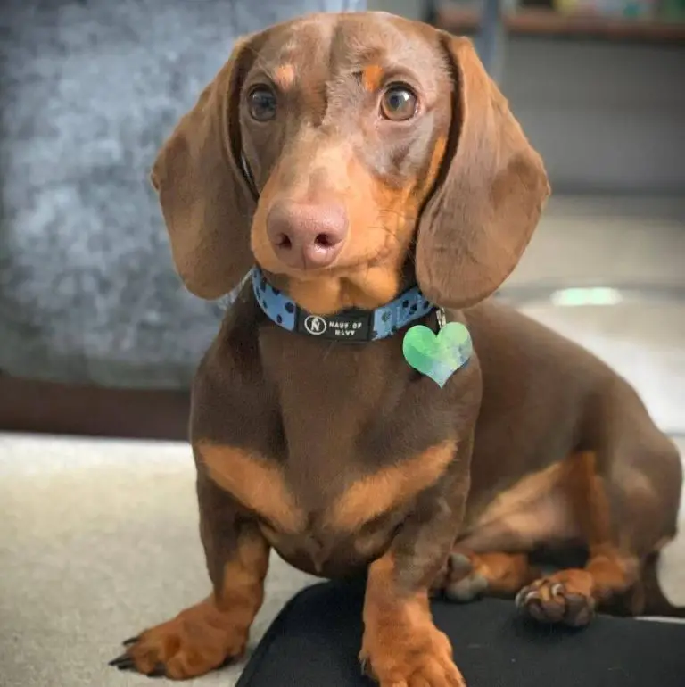 The 15 Best Lap Dog Breeds That Always Want To Be Cuddled ...