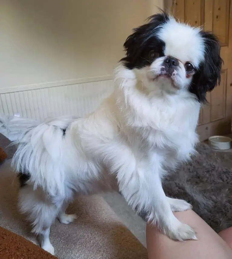 The 15 Best Lap Dog Breeds That Always Want To Be Cuddled ...