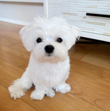 The 15 Best Lap Dog Breeds That Always Want To Be Cuddled ...