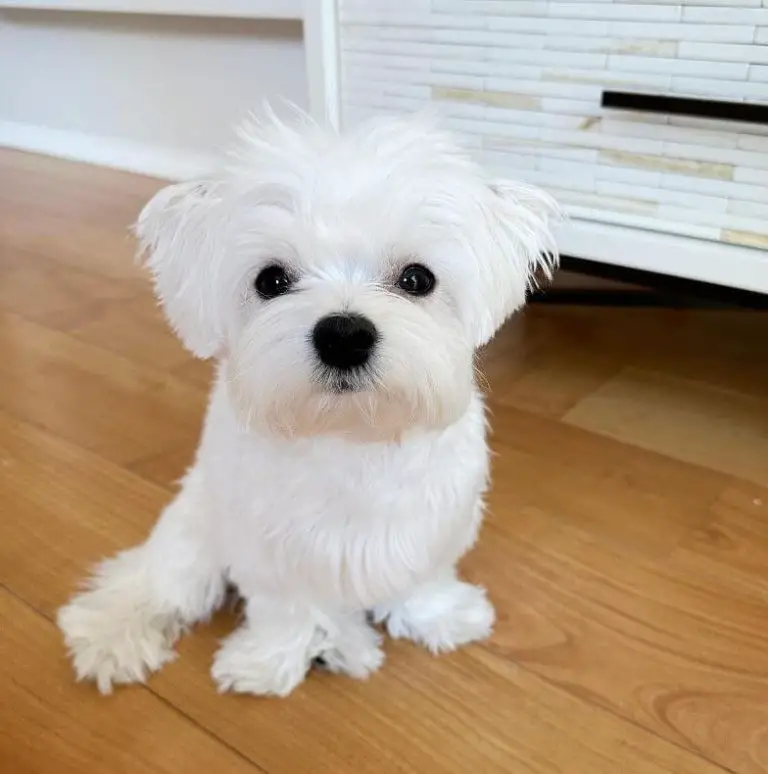 The 15 Best Lap Dog Breeds That Always Want To Be Cuddled ...