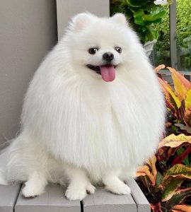 The 15 Best Lap Dog Breeds That Always Want To Be Cuddled ...