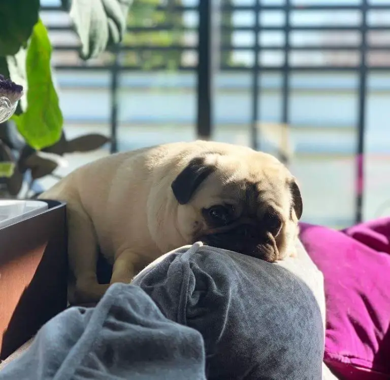 The 15 Best Lap Dog Breeds That Always Want To Be Cuddled ...